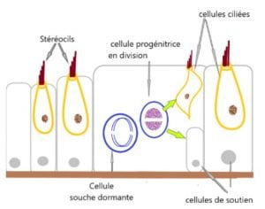 Regénération des cellules ciliées : Thérapie cellulaire - Audition Québec